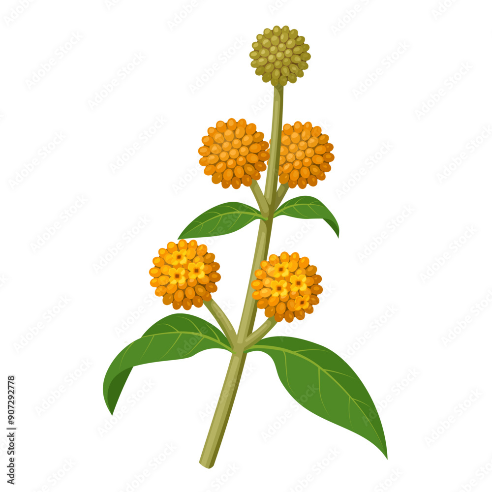 Vector illustration of Buddleja globosa, also known as orange ball tree ...