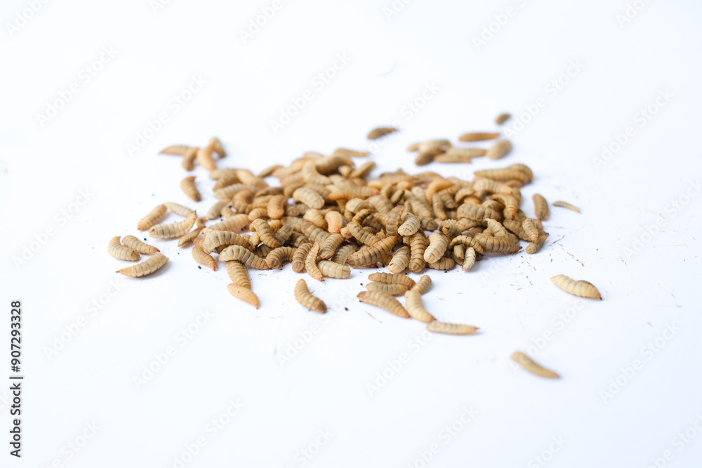 Larvae of Black Soldier Fly (Hermetia illucens) or maggot on plain ...