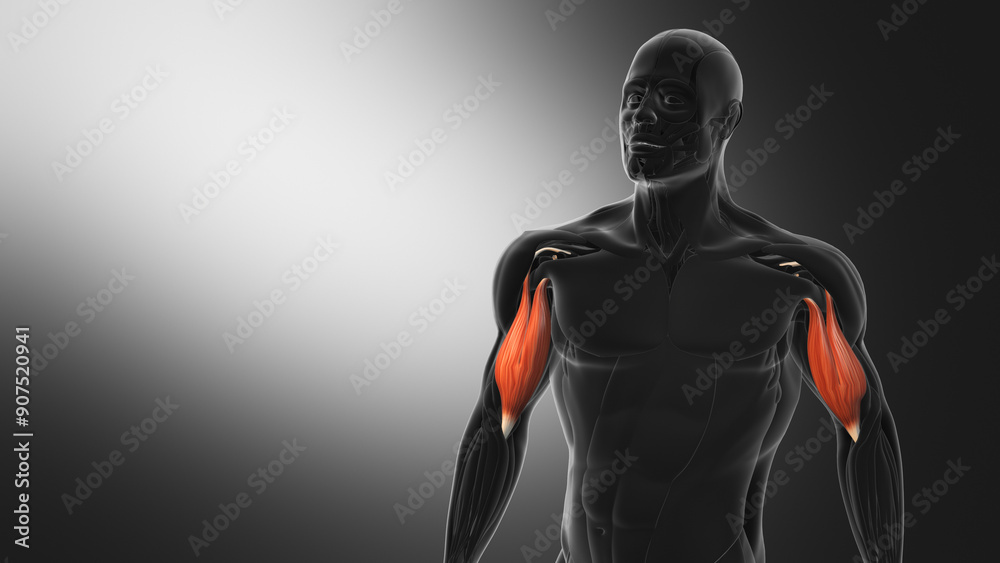 Anatomy of the Biceps Muscles Stock Illustration | Adobe Stock
