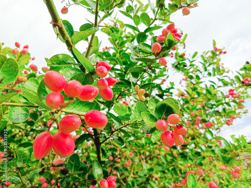 Fresh fruits of Carissa carandas in the organic farm in Myanmar. Common ...