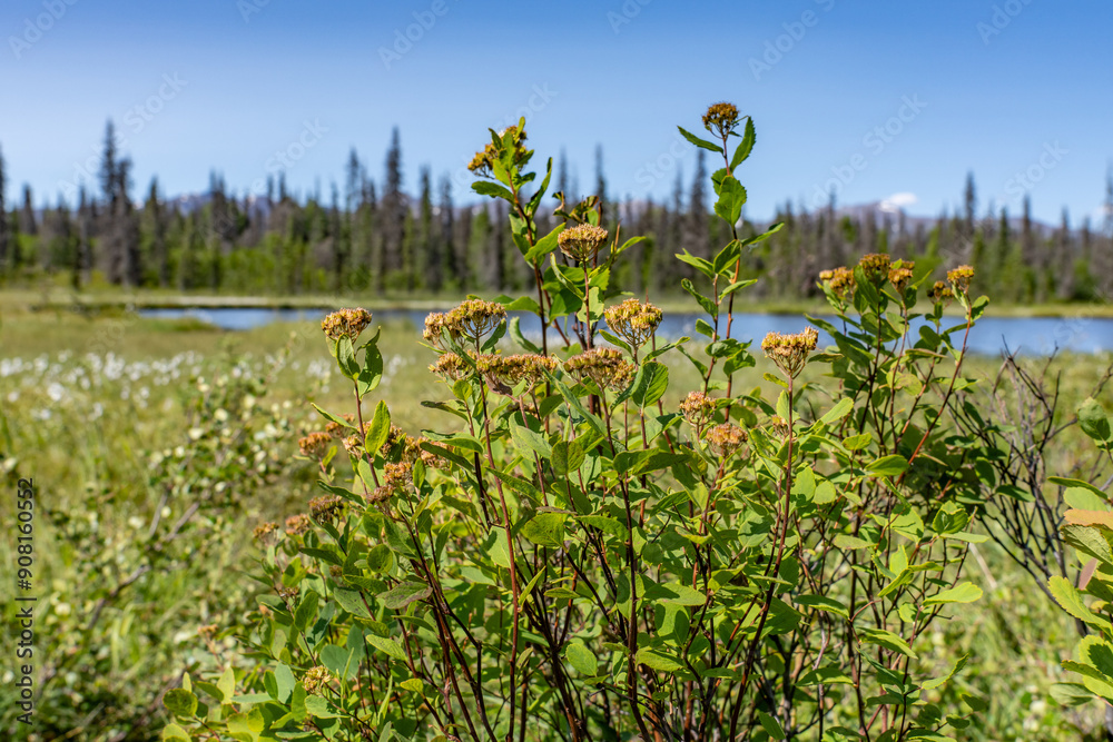 Spiraea stevenii, commonly known as Beauverd spirea or Alaska spirea ...