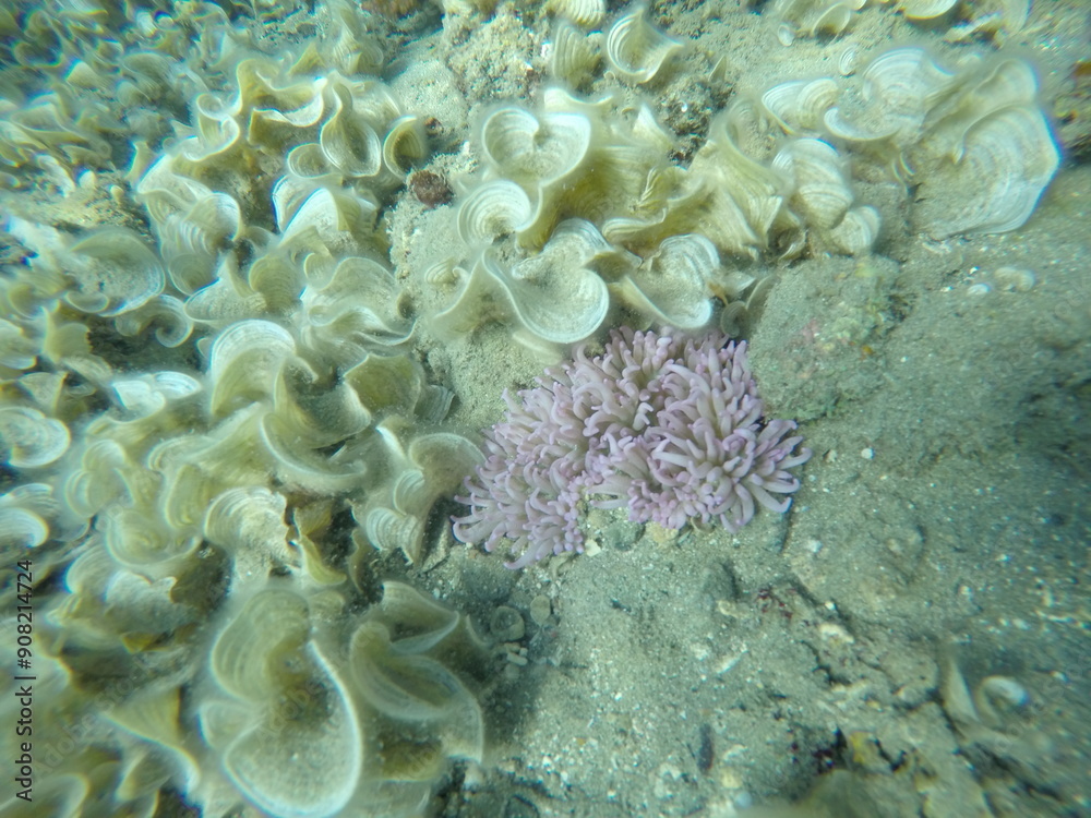 sebae anemone (Heteractis crispa), also known as leathery sea anemone ...