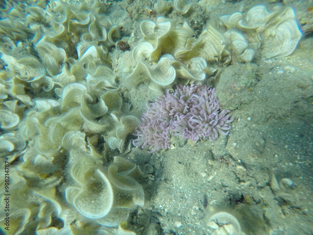 sebae anemone (Heteractis crispa), also known as leathery sea anemone ...