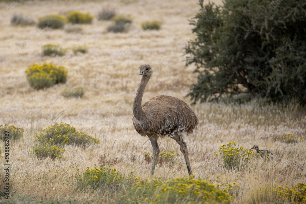 Darwin's rhea or the lesser rhea (Rhea pennata) in the wild, Torres del ...
