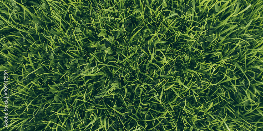 Green grass texture background showing blades of grass growing Stock ...