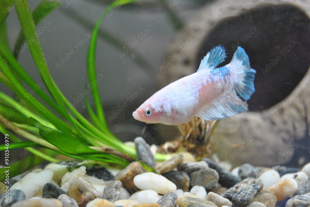 Pez Betta hembra tropical nadando en aguas cristalinas entre plantas ...