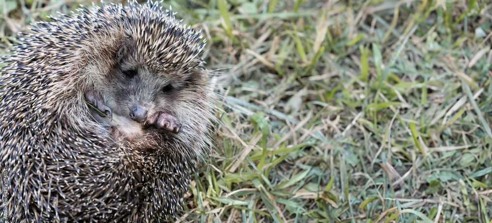Curled up contentedly, a captivating hedgehog rests on its back, its ...