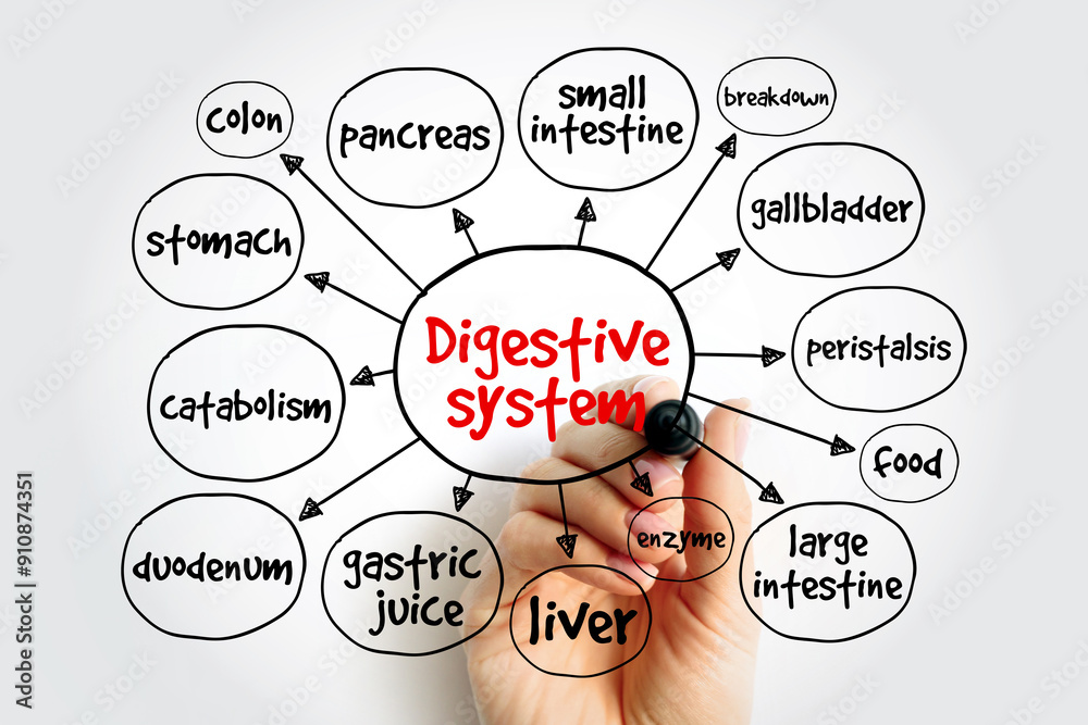 Digestive System consists of the gastrointestinal tract plus the ...