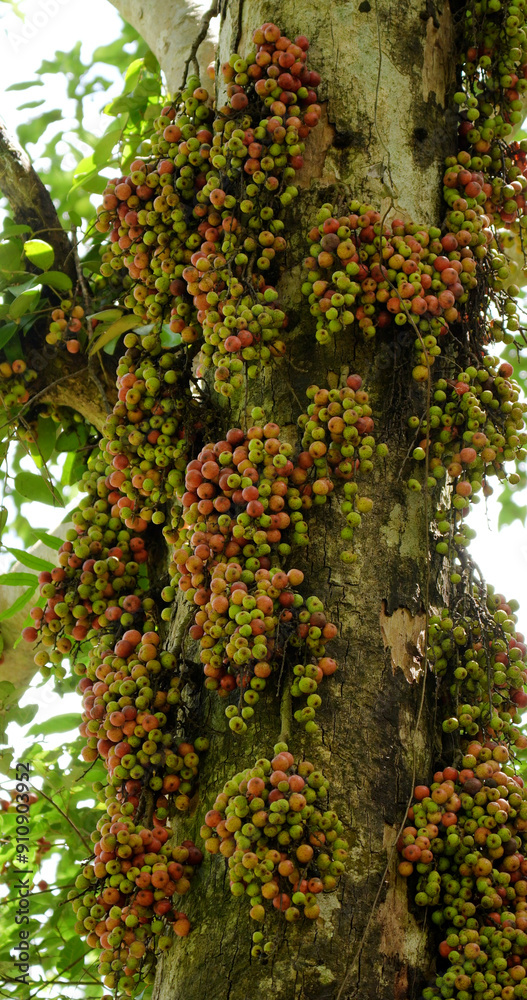Ficus racemosa, the cluster fig, red river fig or gular, is a species ...