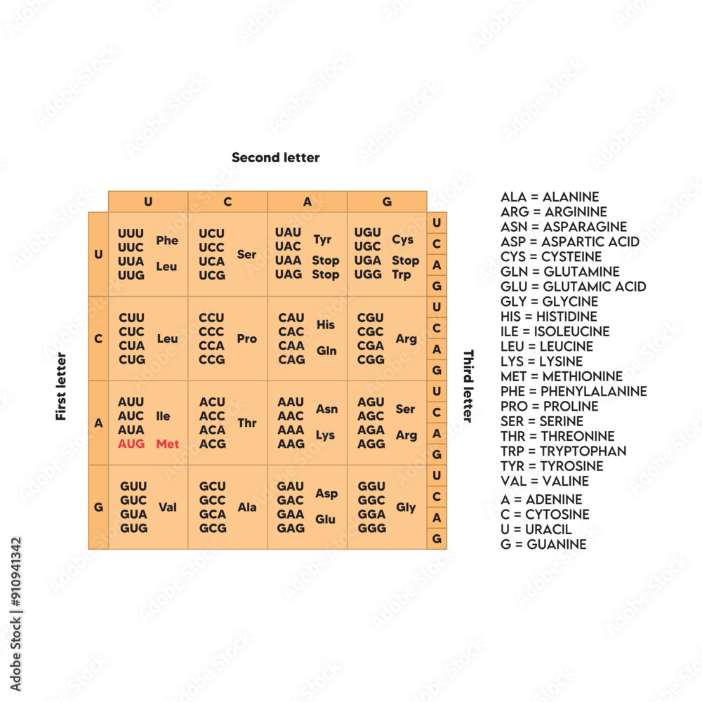 Table of RNA Codons - Genetic biological code of amino acids. Amino ...