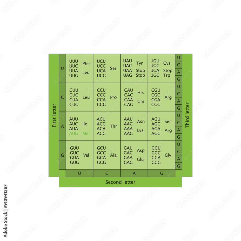 Table of RNA Codons - Genetic biological code of amino acids. Amino ...