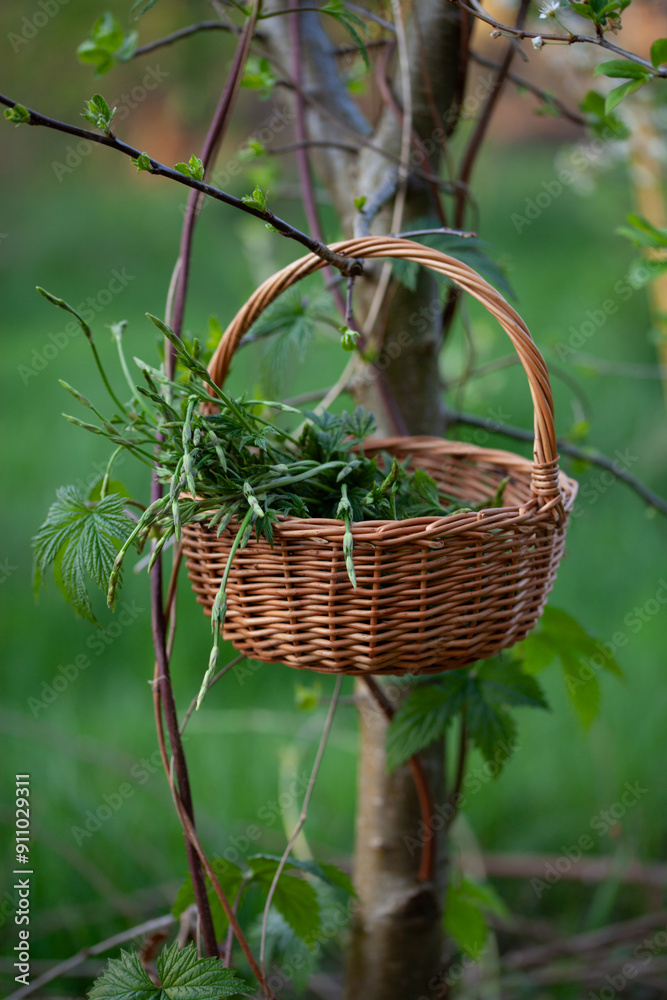 Hop shoots, hops spears - forage for edible green vegetable ...