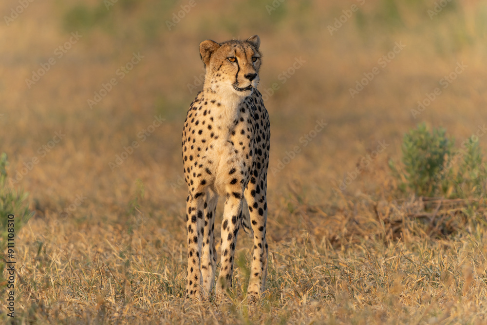 Cheetah (Acinonyx jubatus) walking and searching for prey in the late ...