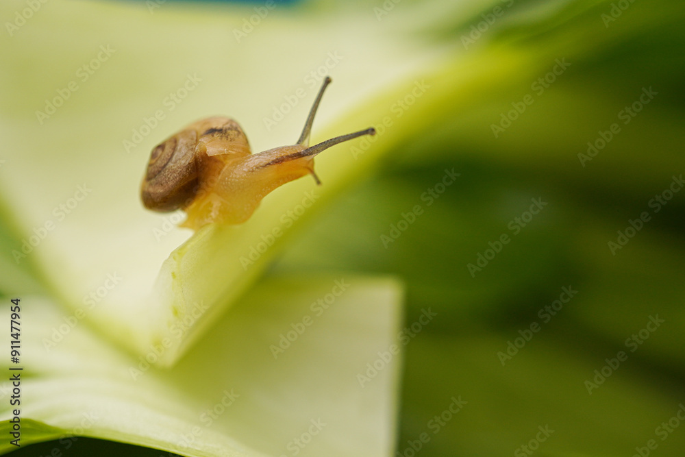 Extreme close up macro photo of Monachoides vicinus or common garden ...