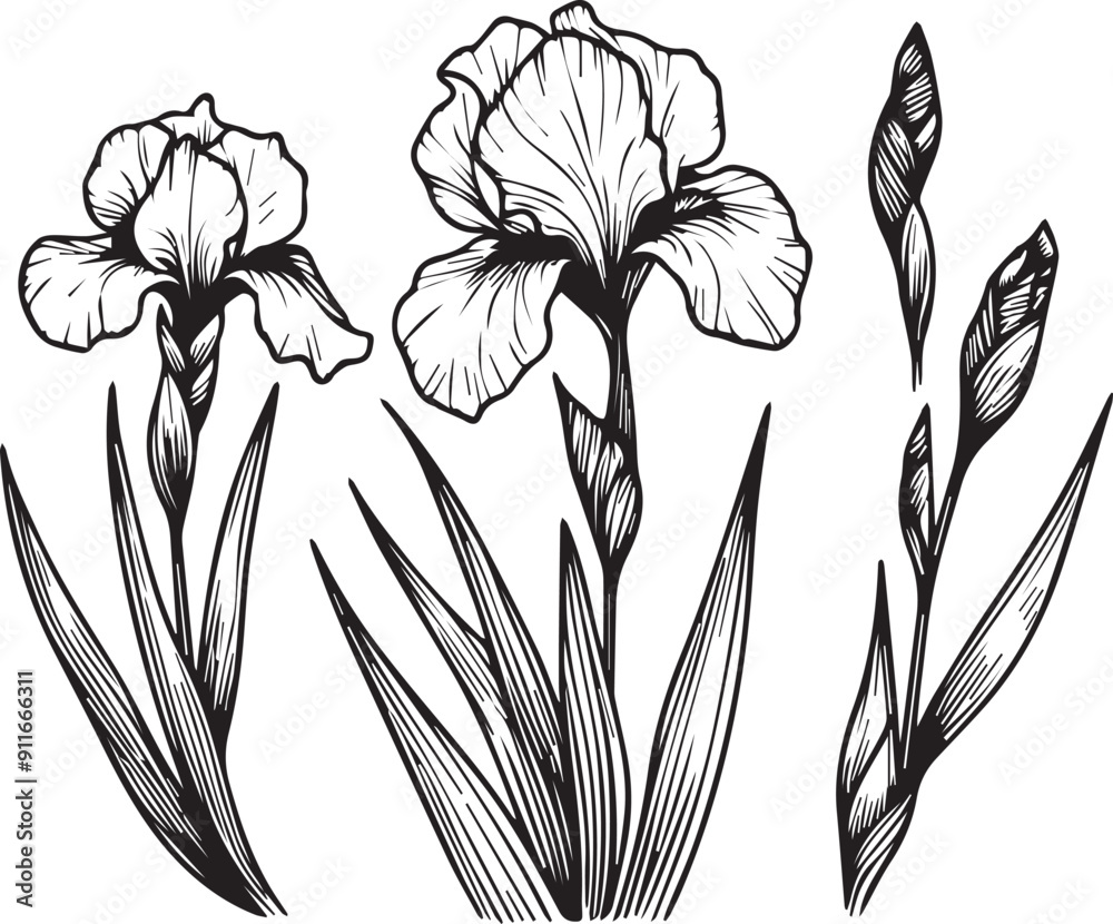 Iris flower drawings, iris line drawing, pencil iris flower drawing ...