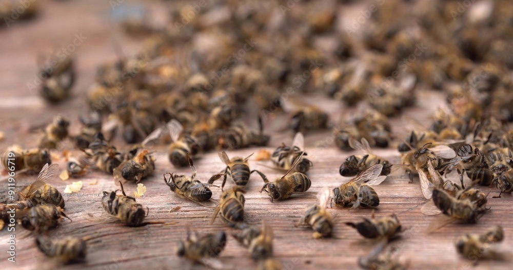 Dead bees in the hive. Colony Collapse Disorder. Starvation, pesticide ...
