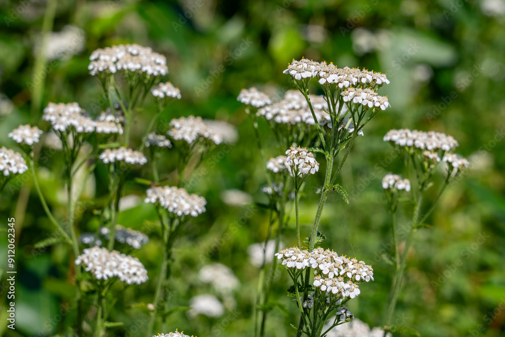 Achillea millefolium, yarrow or common yarrow, is a flowering plant in ...