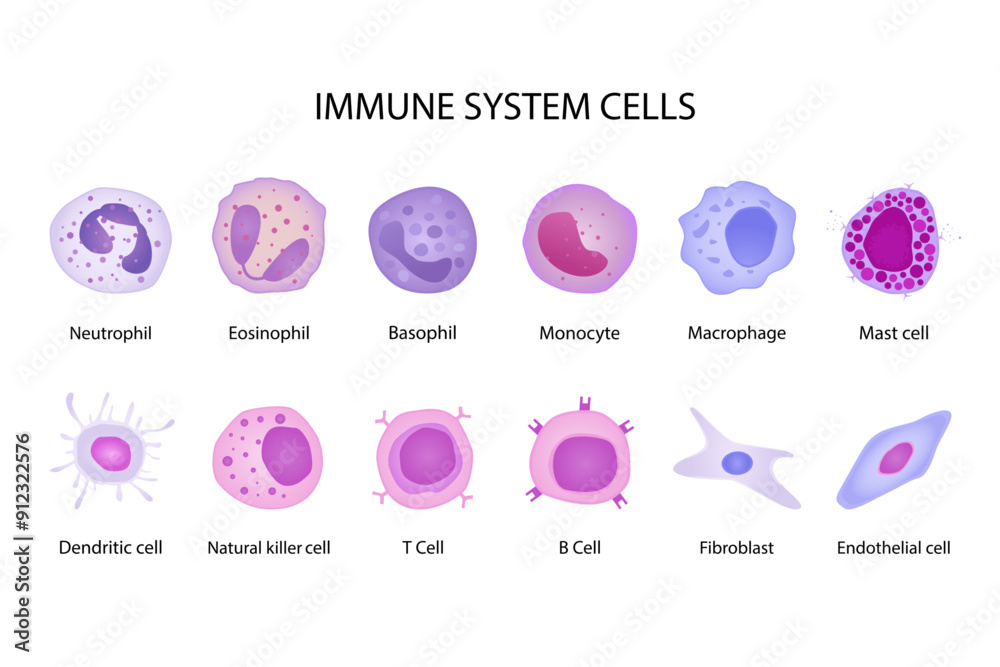 immune system cells. cartoon flat different shaped blood cells set, Basophil, Eosinophil ...