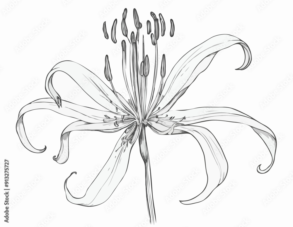 Nerine flower, spider lily, contour black line drawing isolated on ...