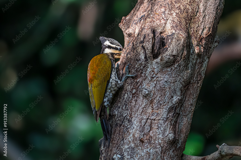 Common Flameback The back is brassy-brown, the rump is red, and the ...