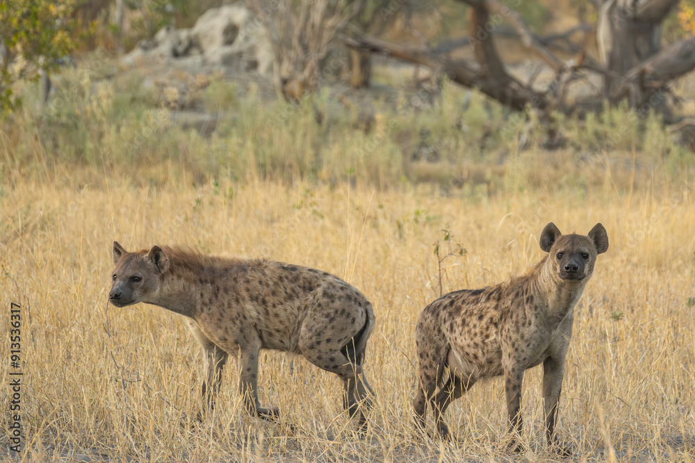 Hyena, detail portrait. Spotted hyena, Crocuta crocuta, angry animal ...