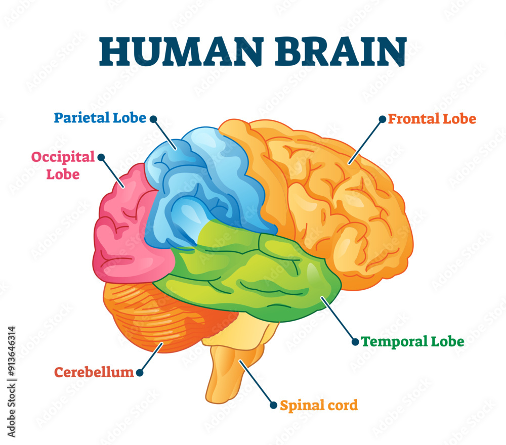 Vettoriale stock di Human brain illustration, transparent background ...