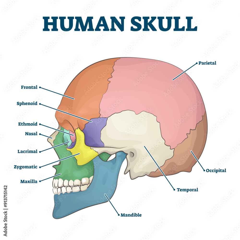 Human skull bones skeleton labeled educational scheme illustration ...