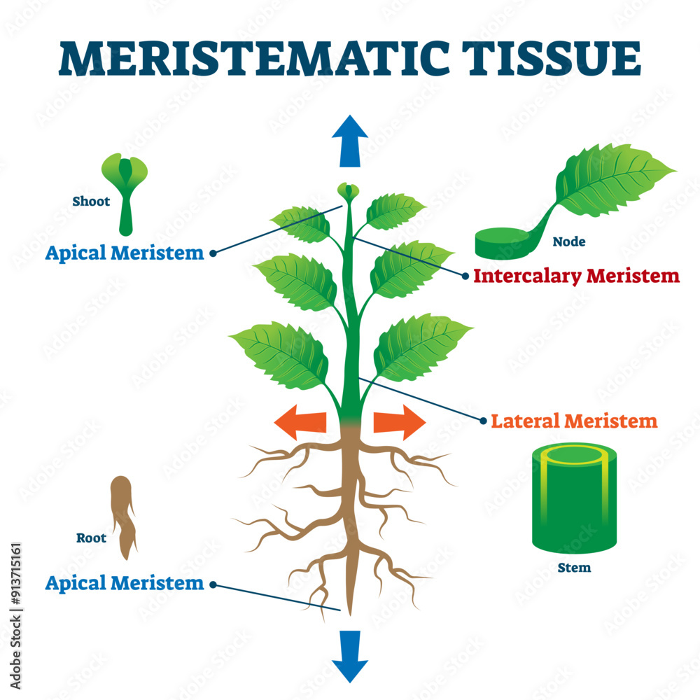 Meristematic tissue illustration, transparent background.Labeled ...