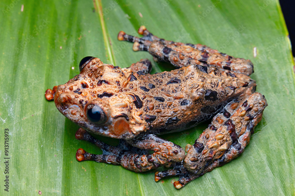 Theloderma nagalandense, the Nagaland tree frog, is a species of frog ...