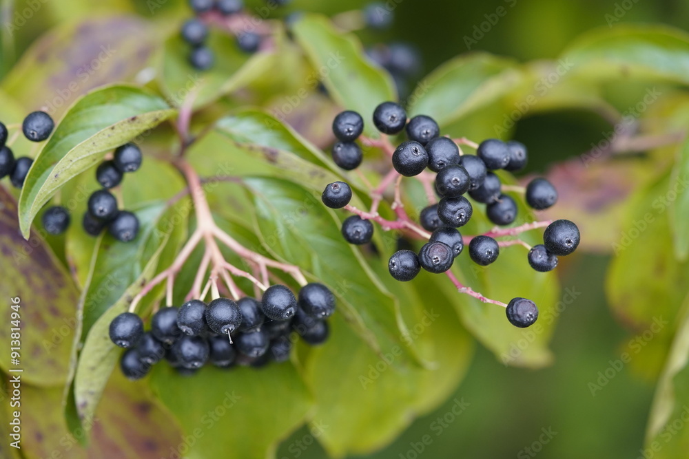The red dogwood (Cornus sanguinea) is a species of plant in the dogwood ...