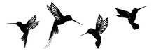 Hummingbird Artwork Free Stock Photo - Public Domain Pictures