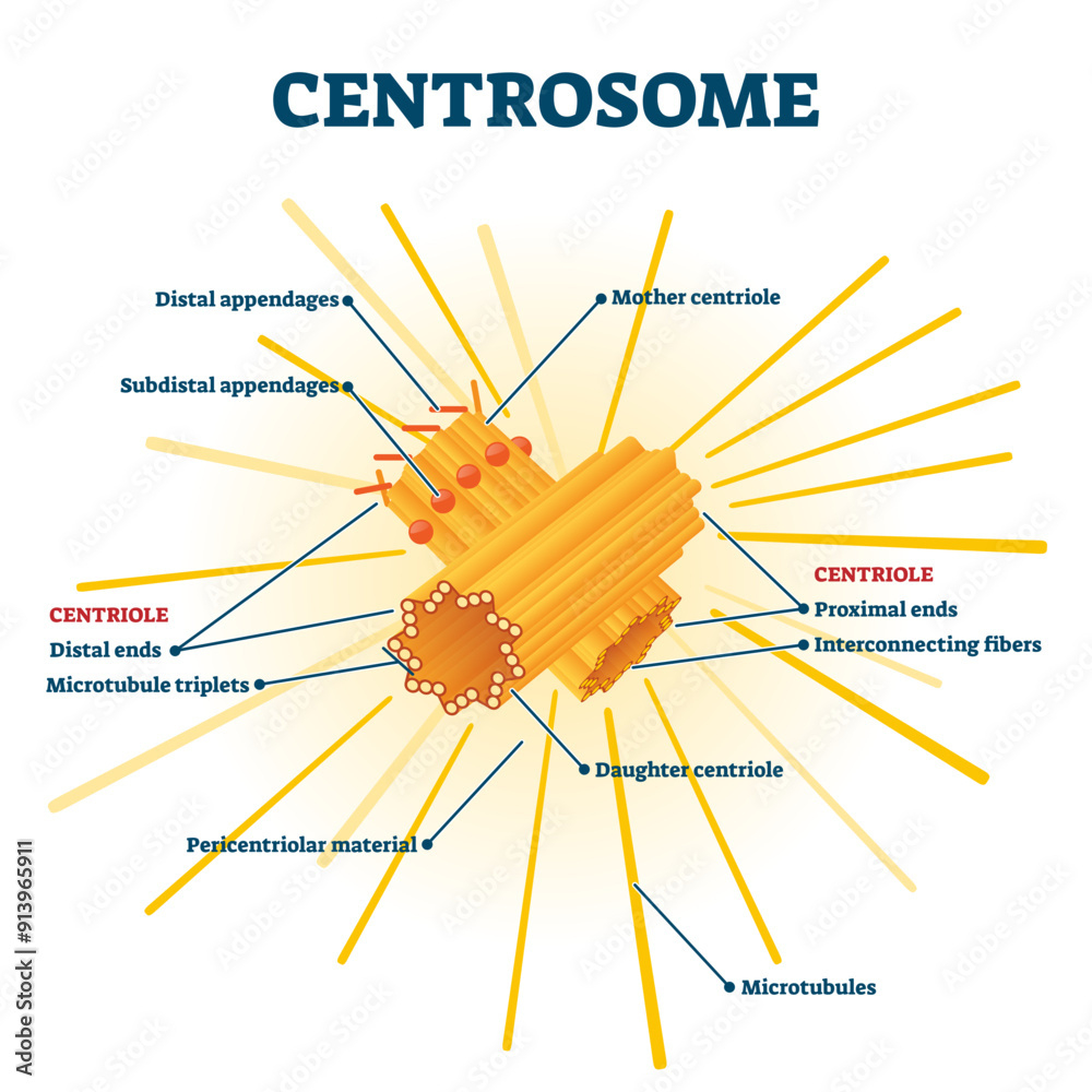Centrosome organelle medical illustration diagram, transparent ...
