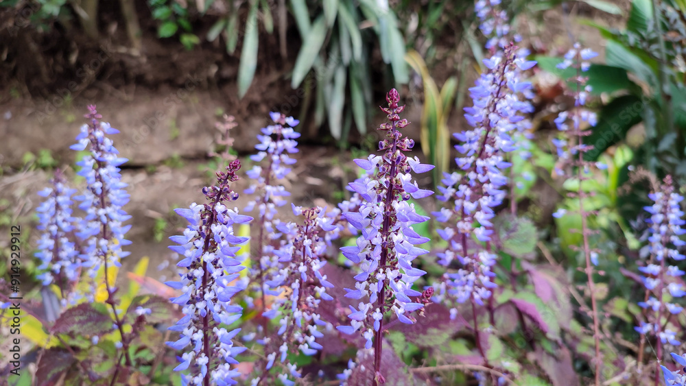 Group of small purple flowers of the Coleus scutellarioides (L.) Benth ...