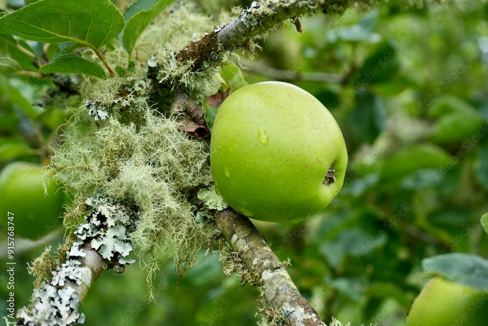 Snells Glass Apple, originally Raised by market gardener Ben Snell of ...