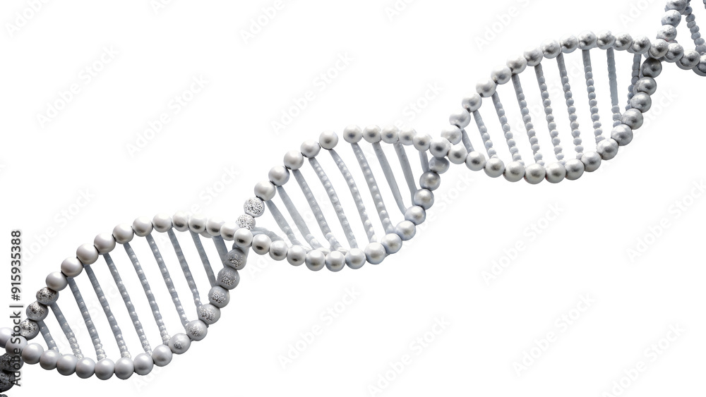 DNA strand model with silver and white beads isolated on transparent ...