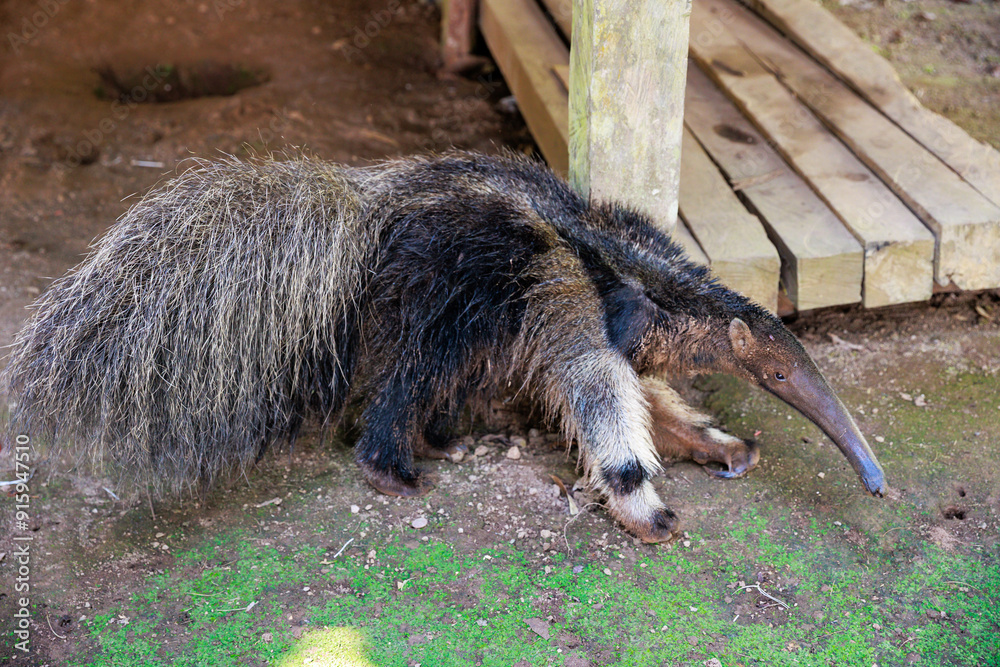 Anteater in the Peruvian jungle. In the Amazon jungle, near Iquitos ...