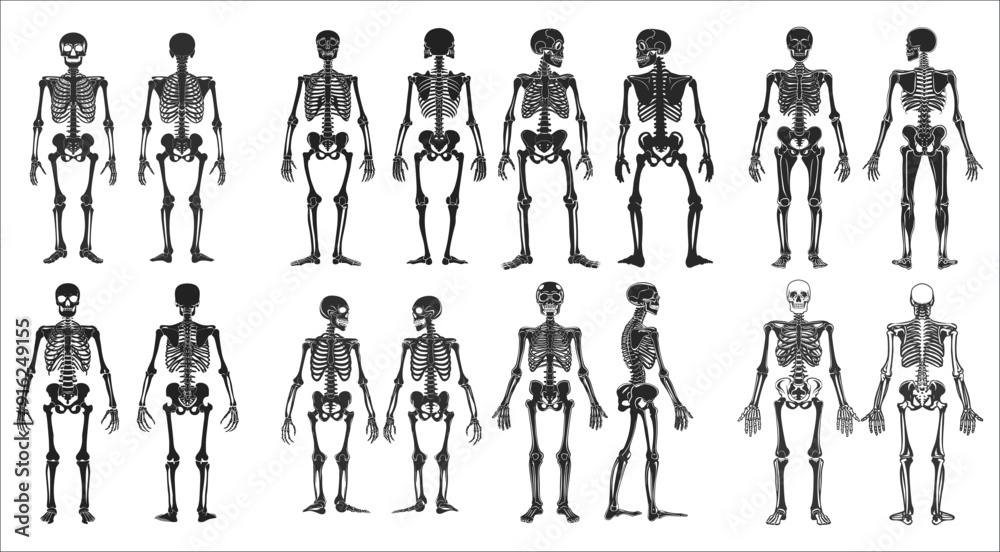 เวกเตอร์ Stock Set of human skeleton in front and back views, Human ...