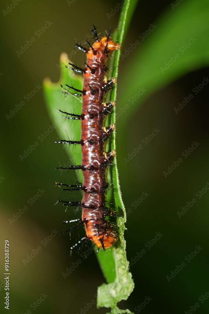 The caterpillar of Acraea terpsichore, commonly known as the Dione juno ...