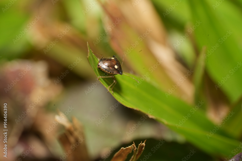 Eysarcoris annamita is a species of true bug belonging to the family ...