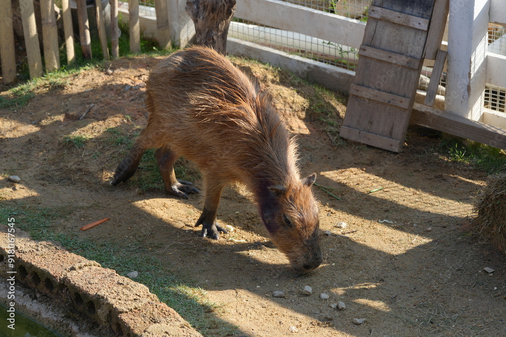 The capybara (Hydrochoerus hydrochaeris) is the largest rodent in the ...