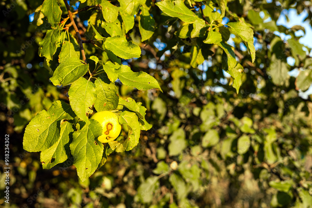 apple on a tree branch damaged by scab. Apple scab is a disease and ...