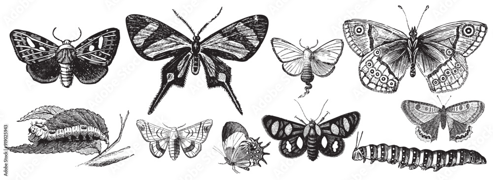 Insect collection, drawing, engraving, ink, line art, vector ...