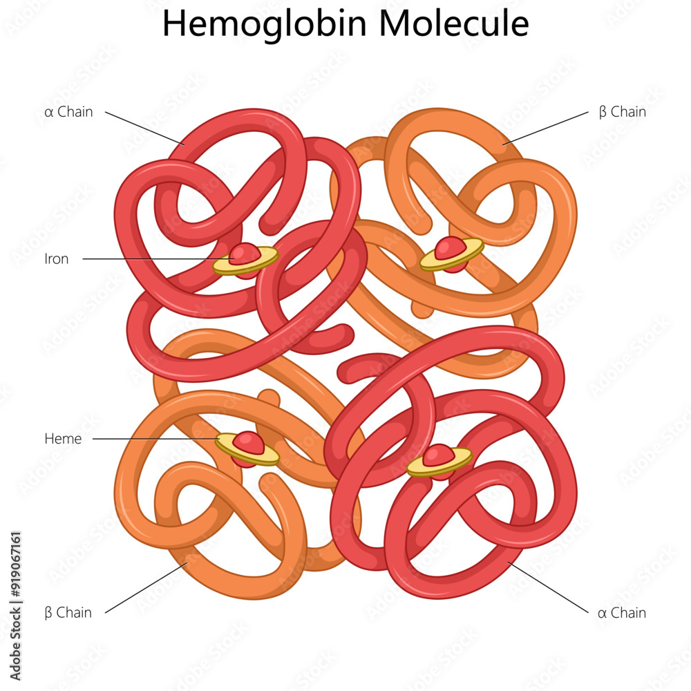 hemoglobin molecule highlighting the alpha and beta chains, iron atoms, and heme groups in the ...