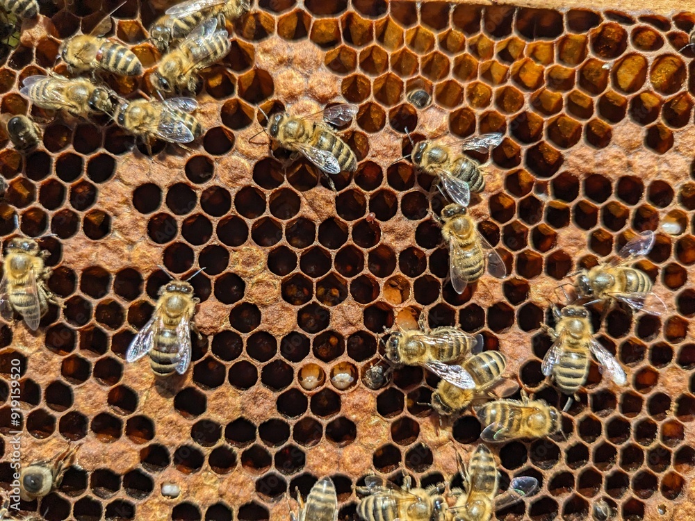 Honey bee brood on a wooden frame in an ecological family beekeeping ...