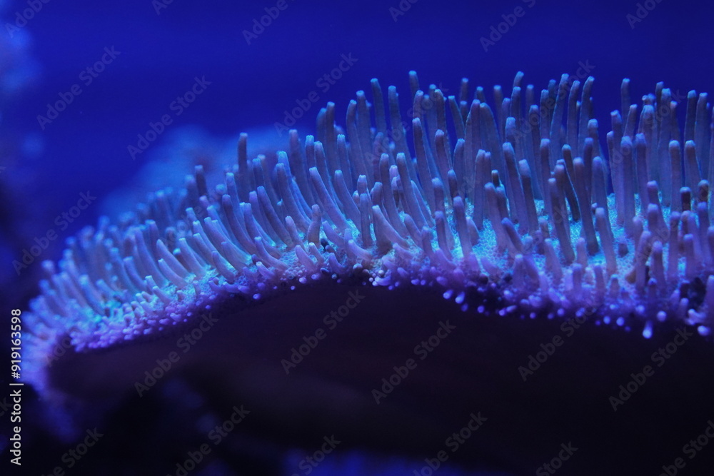 Toadstool Mushroom Leather Coral (Sarcophyton spp.) is a soft coral ...