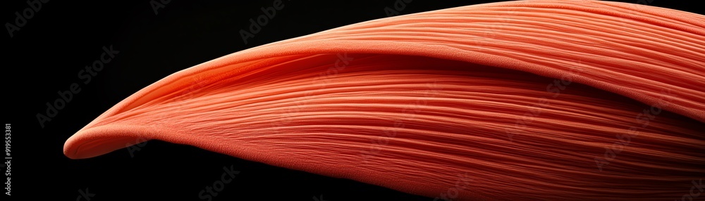Detailed view of the smooth muscle fibers in the dermis, focusing on ...