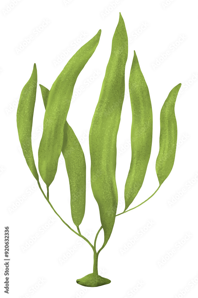 Green algae png sticker, nature illustration, transparent background ...