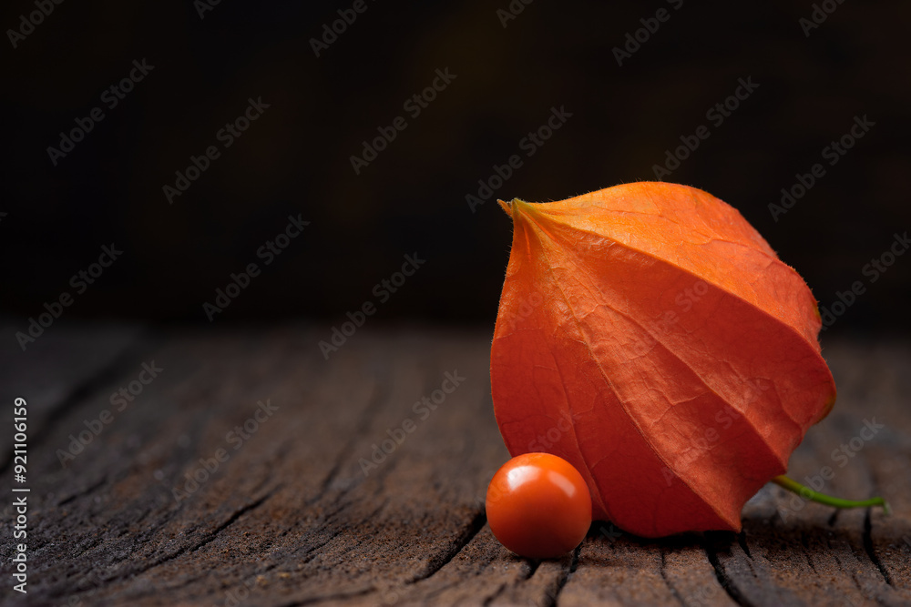 Alkekengi officinarum, also known as the bladder cherry, Chinese ...