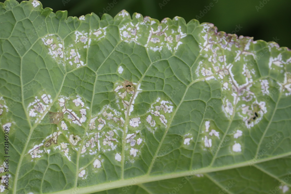 White blister rust (Albugo candida). Symptoms of disease in form of ...
