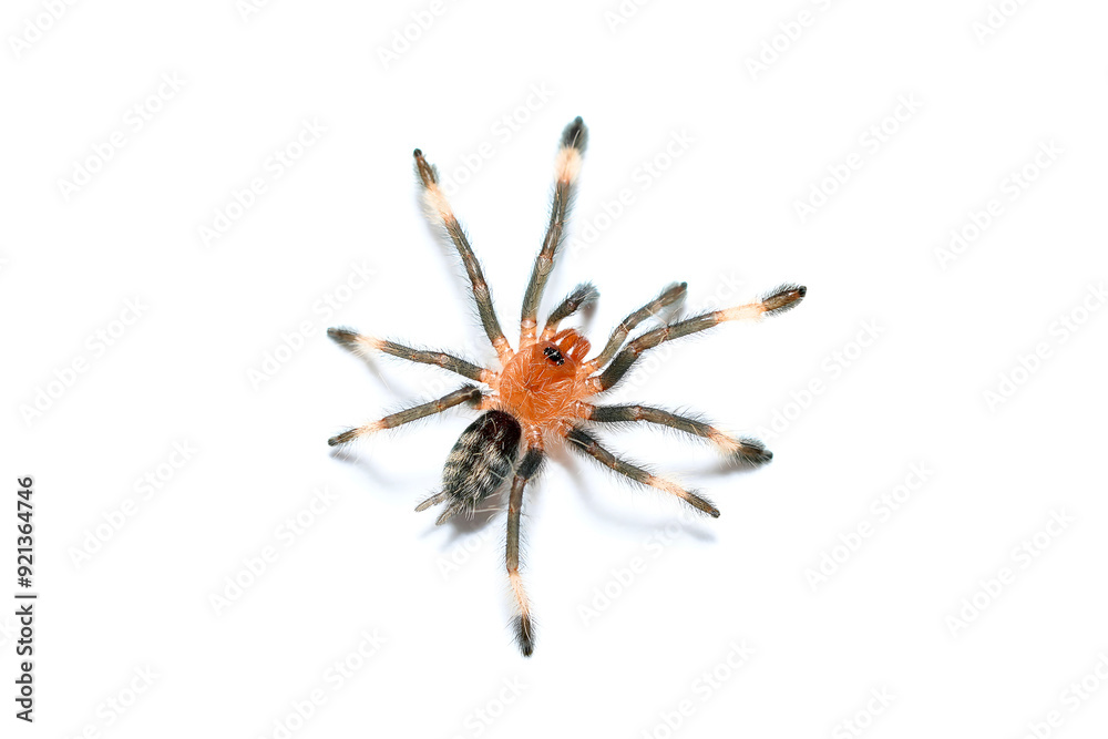 Psalmopoeus irminia tarantula theraphosidae also known as the ...